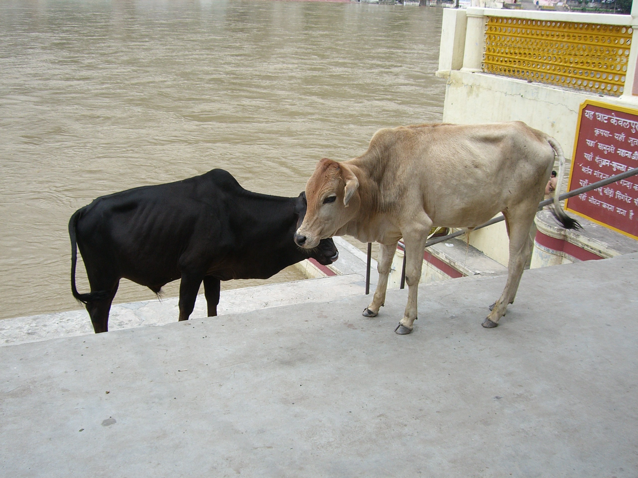Why You Don’t Want to Hit a Cow in India